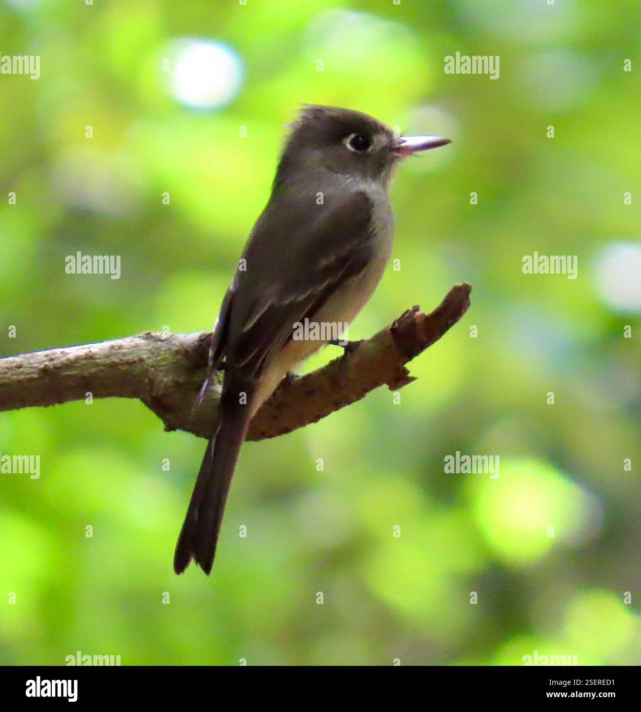 Cuban Pewee (Contopus caribaeus), Aves, Carretera Playa Girón ...