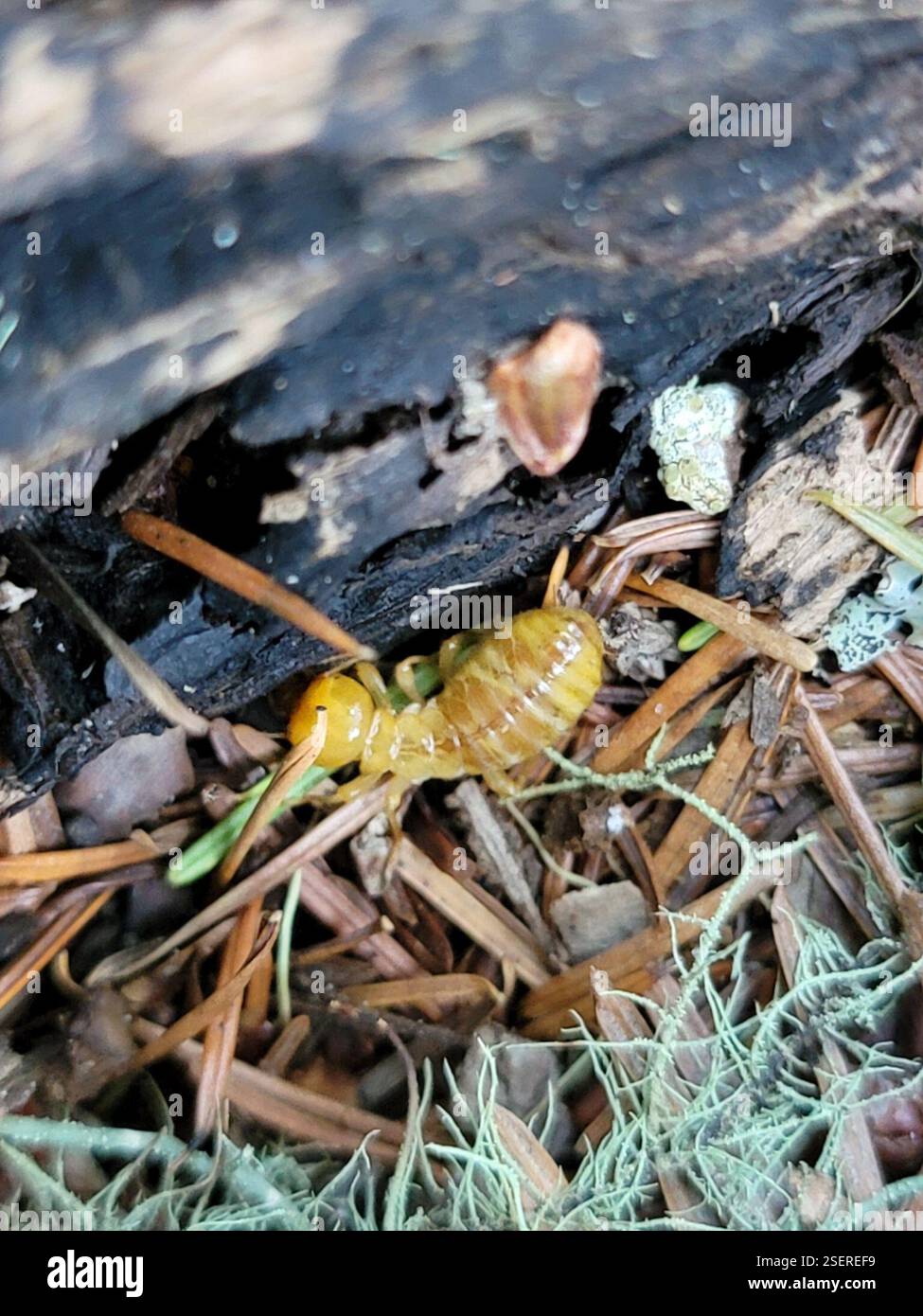 (Zootermopsis), Insecta, Portola Redwoods State Park, San Mateo County ...