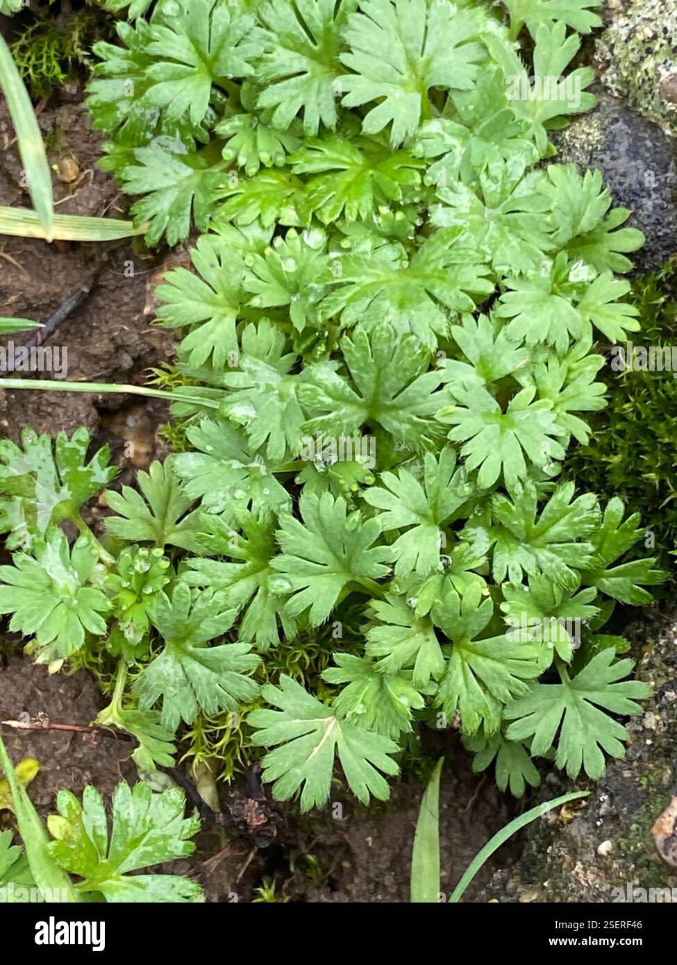 Field Parsley Piert (Alchemilla arvensis), Plantae, Surrey Hills AONB ...
