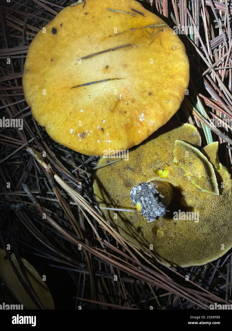 Pungent Slippery Jack (Suillus pungens), Fungi, UC San Diego, San Diego ...
