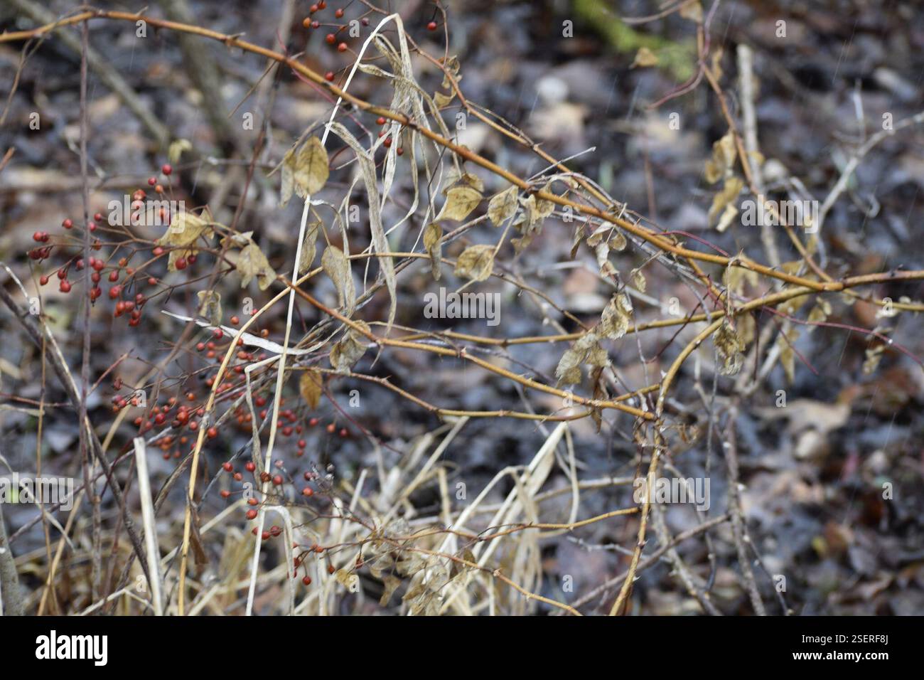 multiflora rose (Rosa multiflora), Plantae, Ingham County, MI, USA ...