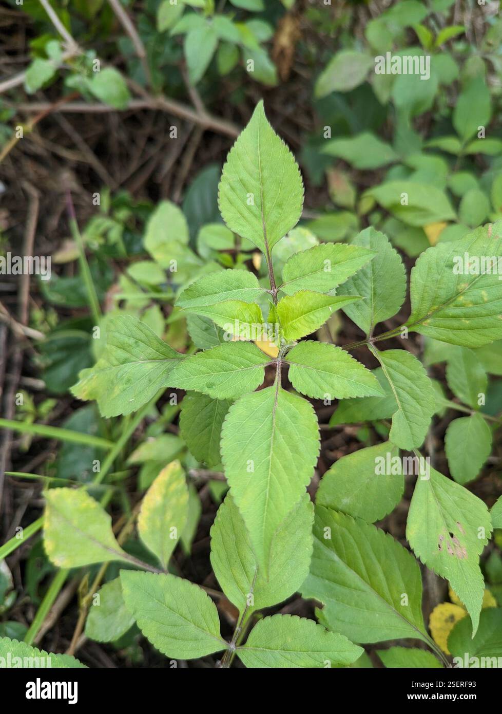 White beggarticks (Bidens alba), Plantae, 247, Taiwan, 新北市蘆洲區水河里 Stock ...