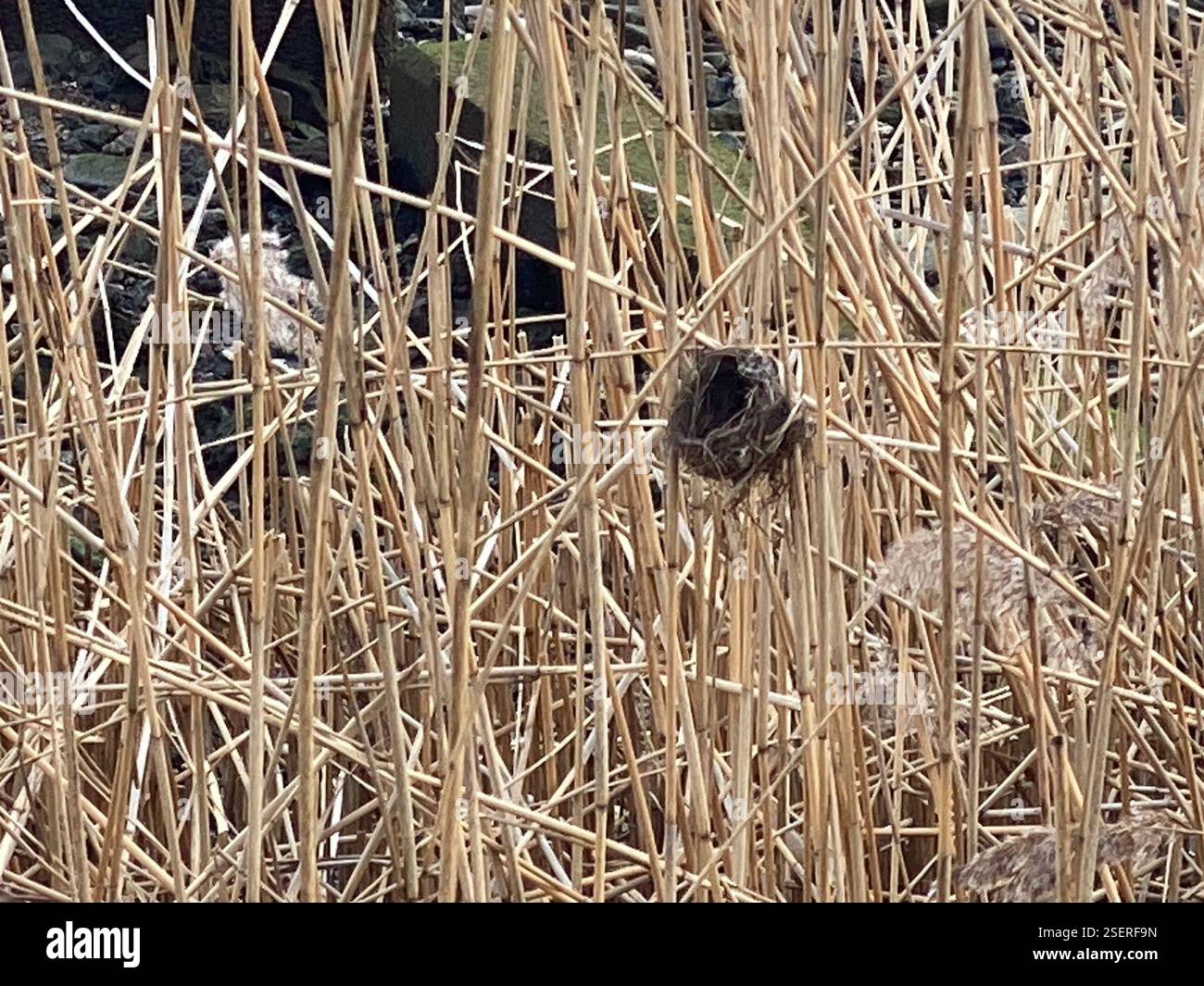 Common Reed Warbler (Acrocephalus scirpaceus), Aves, Olympian Way ...