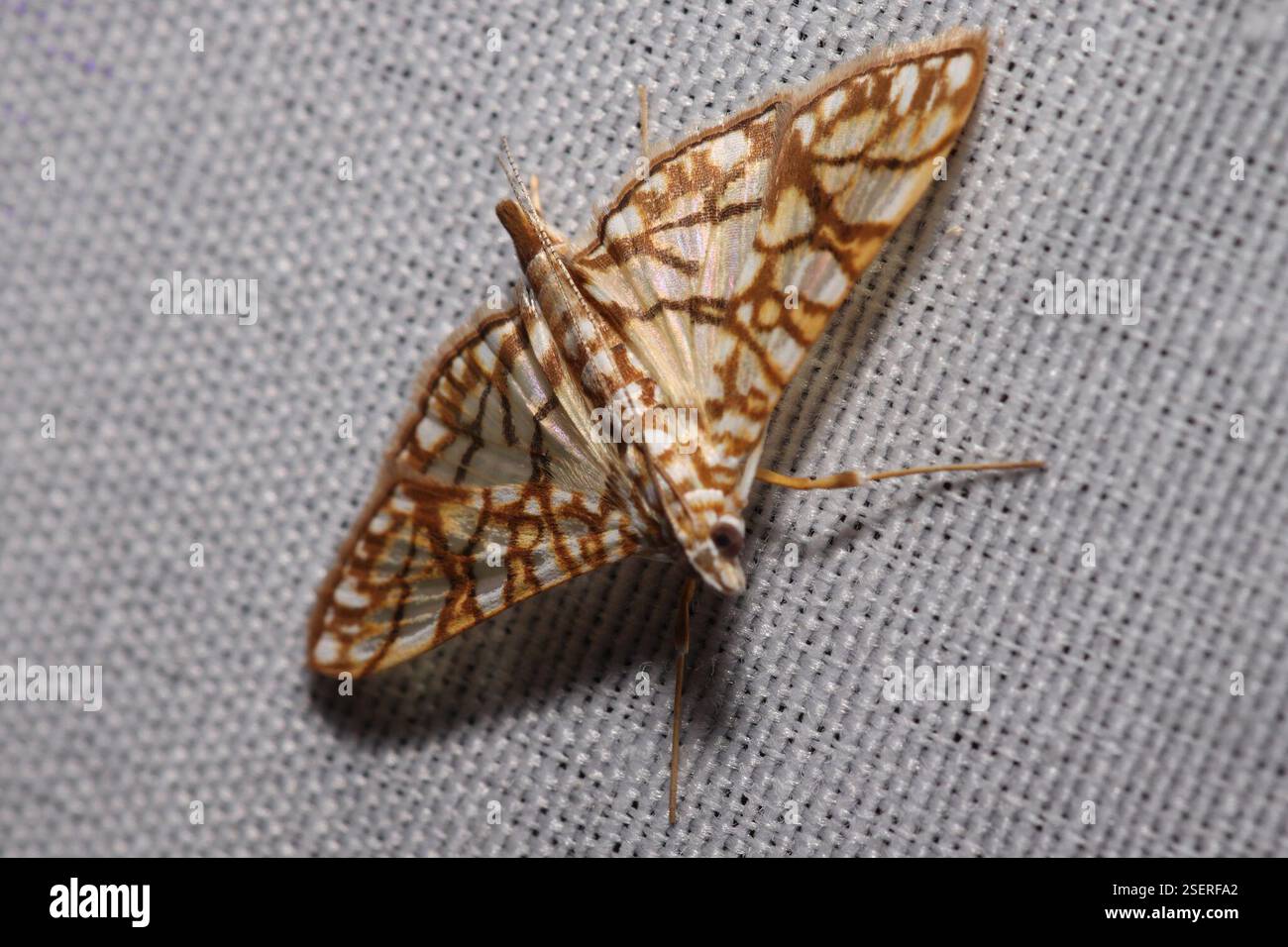 Pearl Moths (Spilomelinae), Insecta, Araçariguama, SP, 18147-000 ...