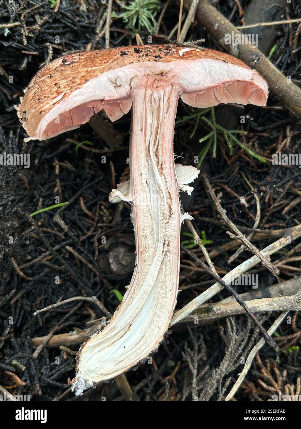 field and button mushrooms (Agaricus), Fungi, Los Osos Middle School ...