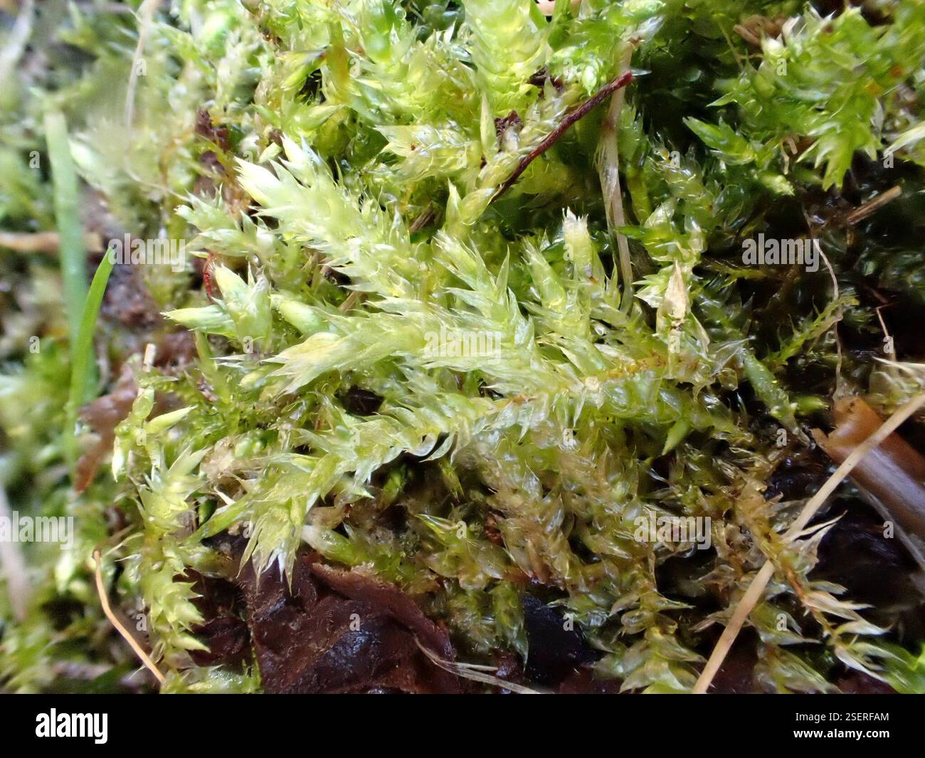 Rough-stalked Feather-moss (Brachythecium rutabulum), Plantae, Voorne ...