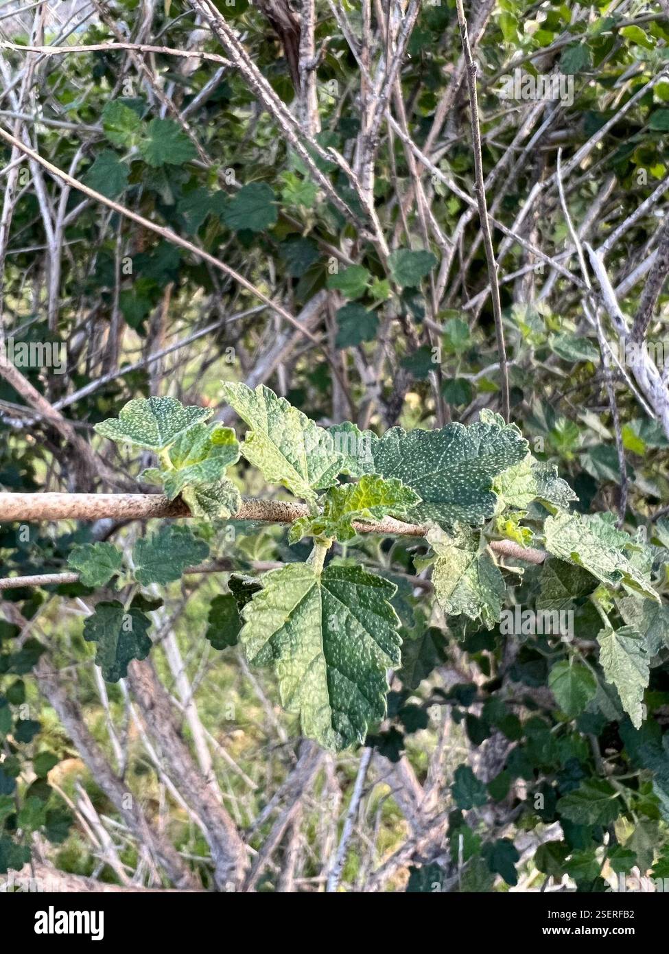southern coastal bushmallow (Malacothamnus fasciculatus), Plantae ...