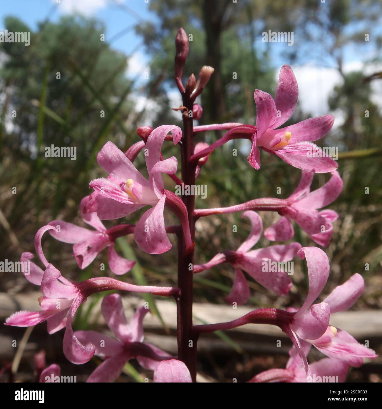 Rosy Hyacinth Orchid (Dipodium roseum), Plantae, Powranna Nature ...