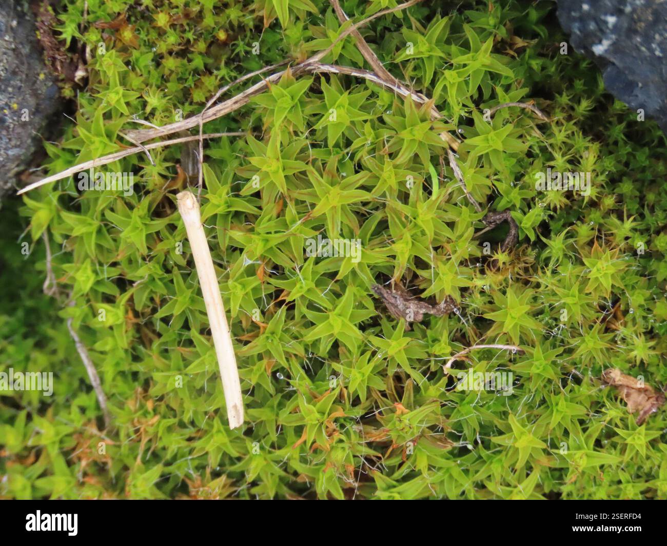 Star Moss (Syntrichia ruralis), Plantae, St Charles St, Victoria, BC ...