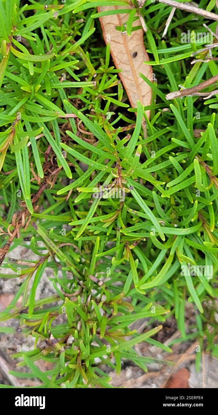 Longspurred mint (Dicerandra cornutissima), Plantae, Florida, US Stock ...