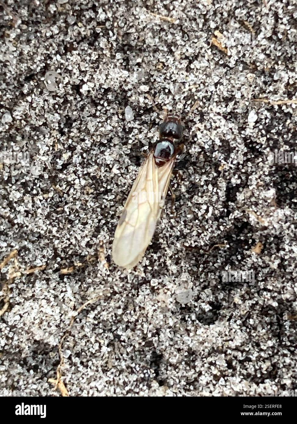 African Big-headed Ant (Pheidole megacephala), Insecta, Florida, US ...