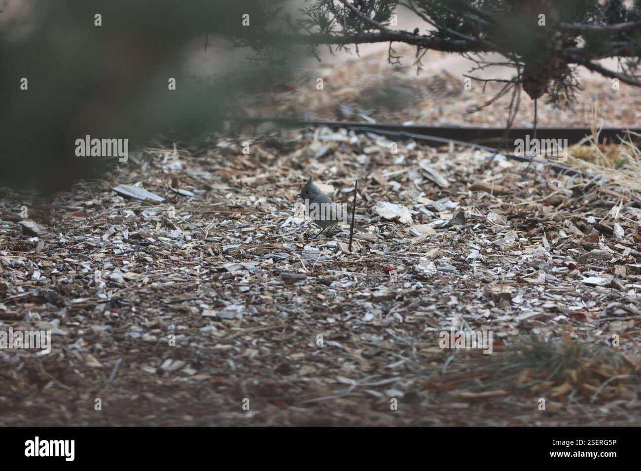 Juniper Titmouse (Baeolophus ridgwayi), Aves, Perimeter Trail, Los ...