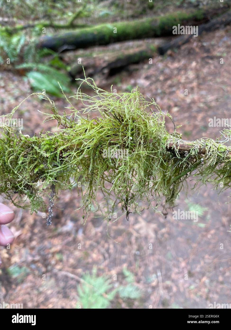 Cat's Tail Moss (Pseudisothecium stoloniferum), Plantae, Powell Butte ...
