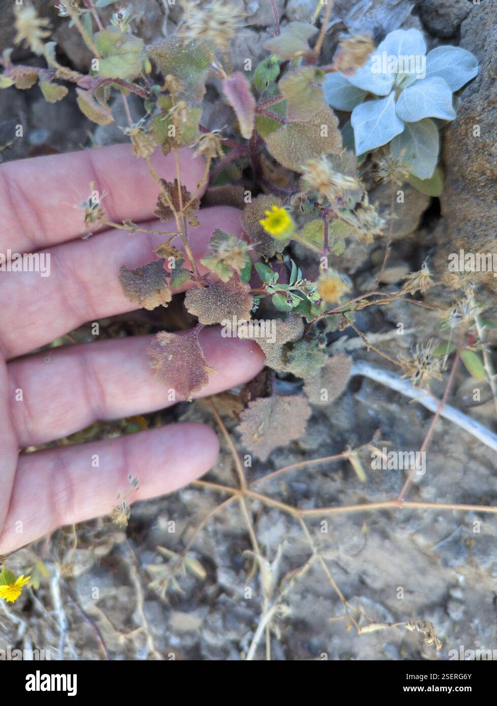 La Laguna rockdaisy (Perityle cuneata), Plantae, La Paz, MX-BS, MX ...