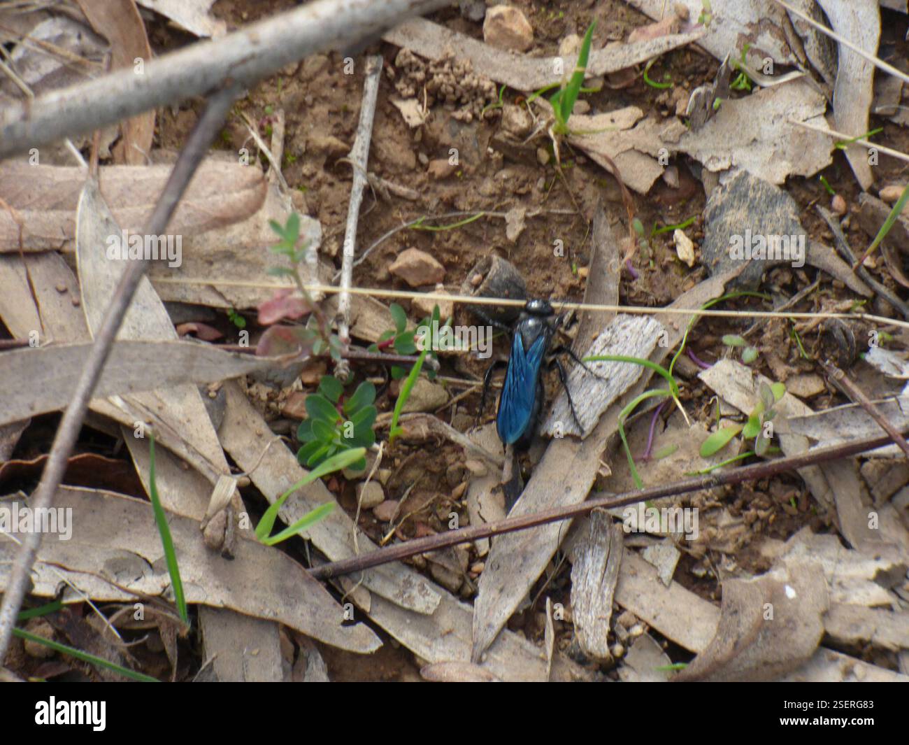 (Scoliinae), Insecta, Montacute SA 5134, Australia, or maybe a fly ...