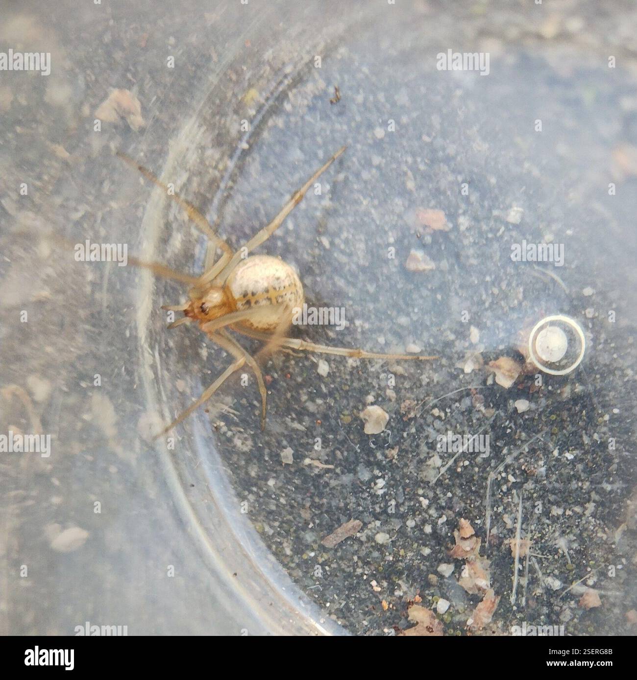 Common House Spider (Parasteatoda tepidariorum), Arachnida, 1756 Bel ...