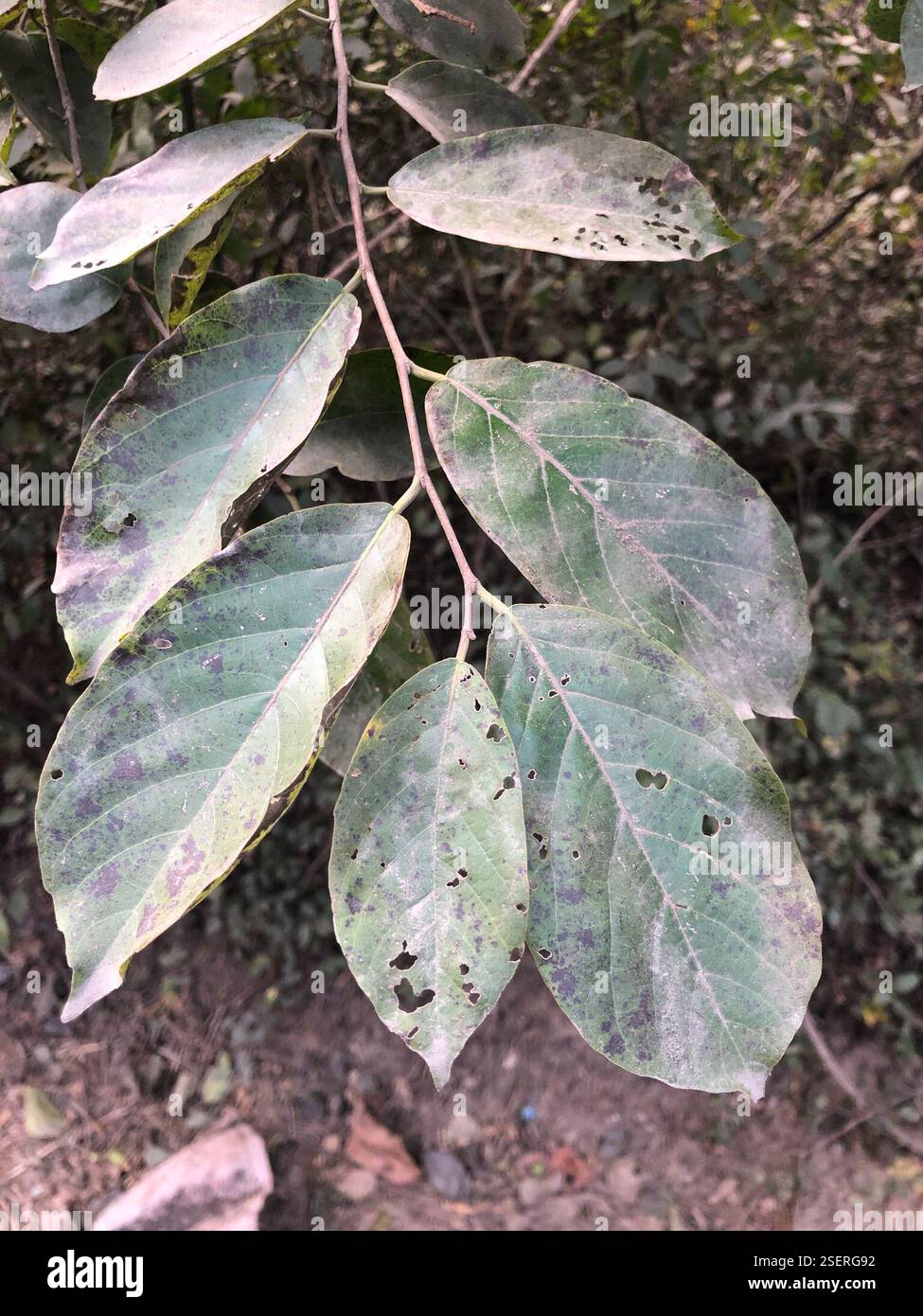 Indian elm (Holoptelea integrifolia), Plantae, Central Ridge Forest ...