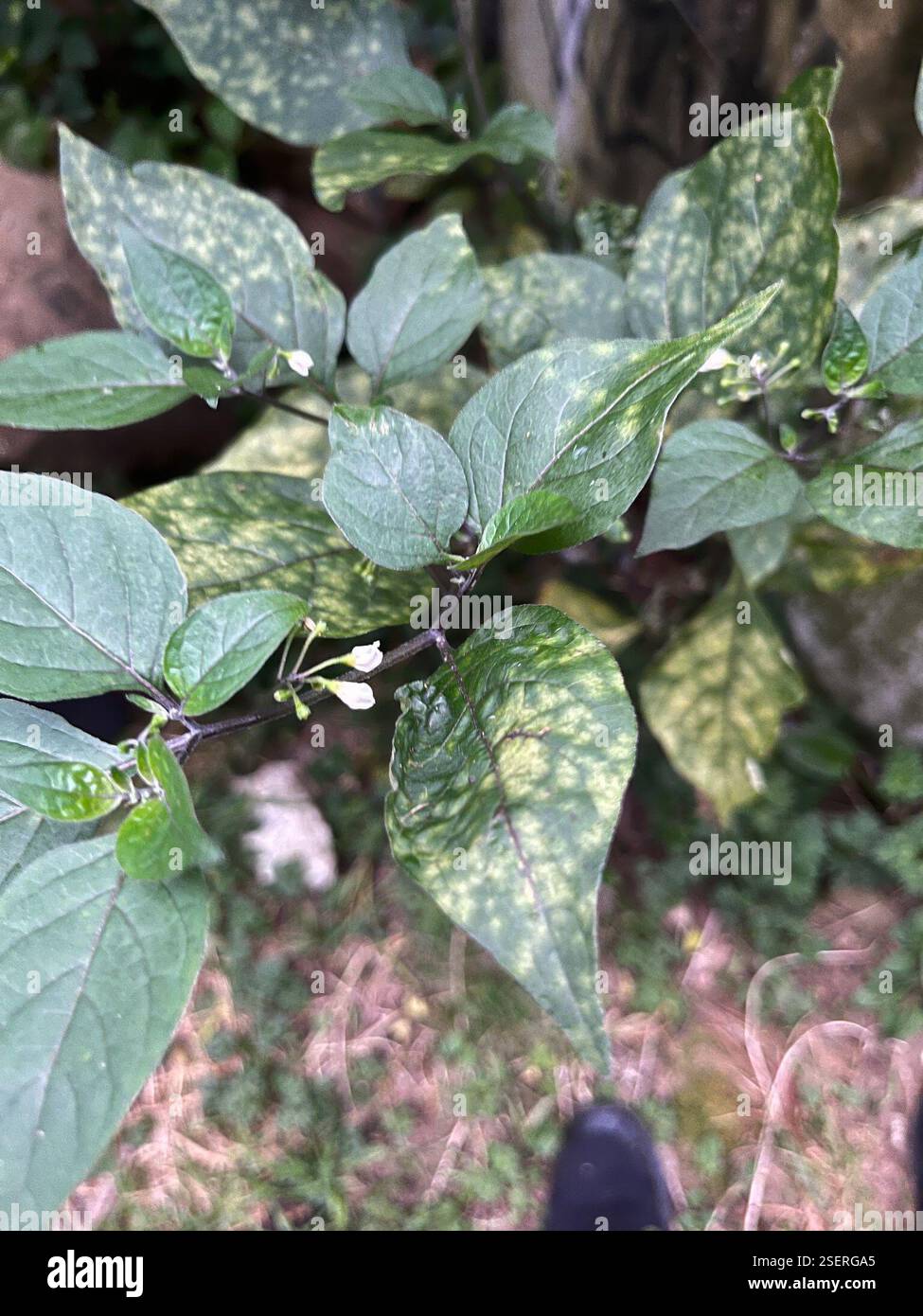 black nightshade (Solanum nigrum), Plantae, North Island, Pōkeno ...