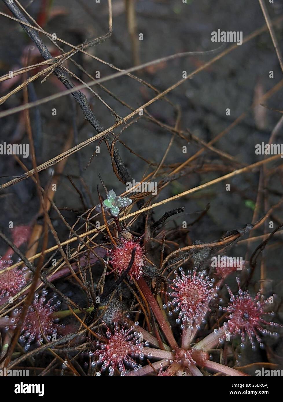 Pink Sundew (Drosera capillaris), Plantae, DeLand, FL 32724, USA, Very ...