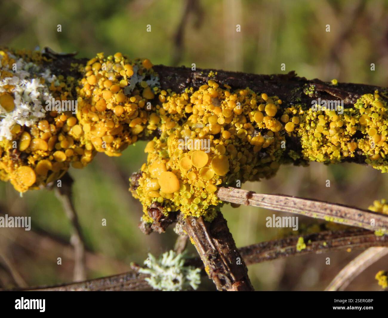 (Polycauliona), Fungi, Capital, BC, Canada Stock Photo - Alamy