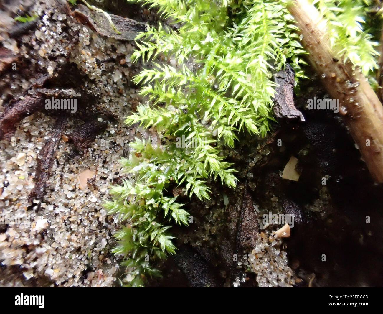 Common Feather-moss (Kindbergia praelonga), Plantae, Amsterdamse ...