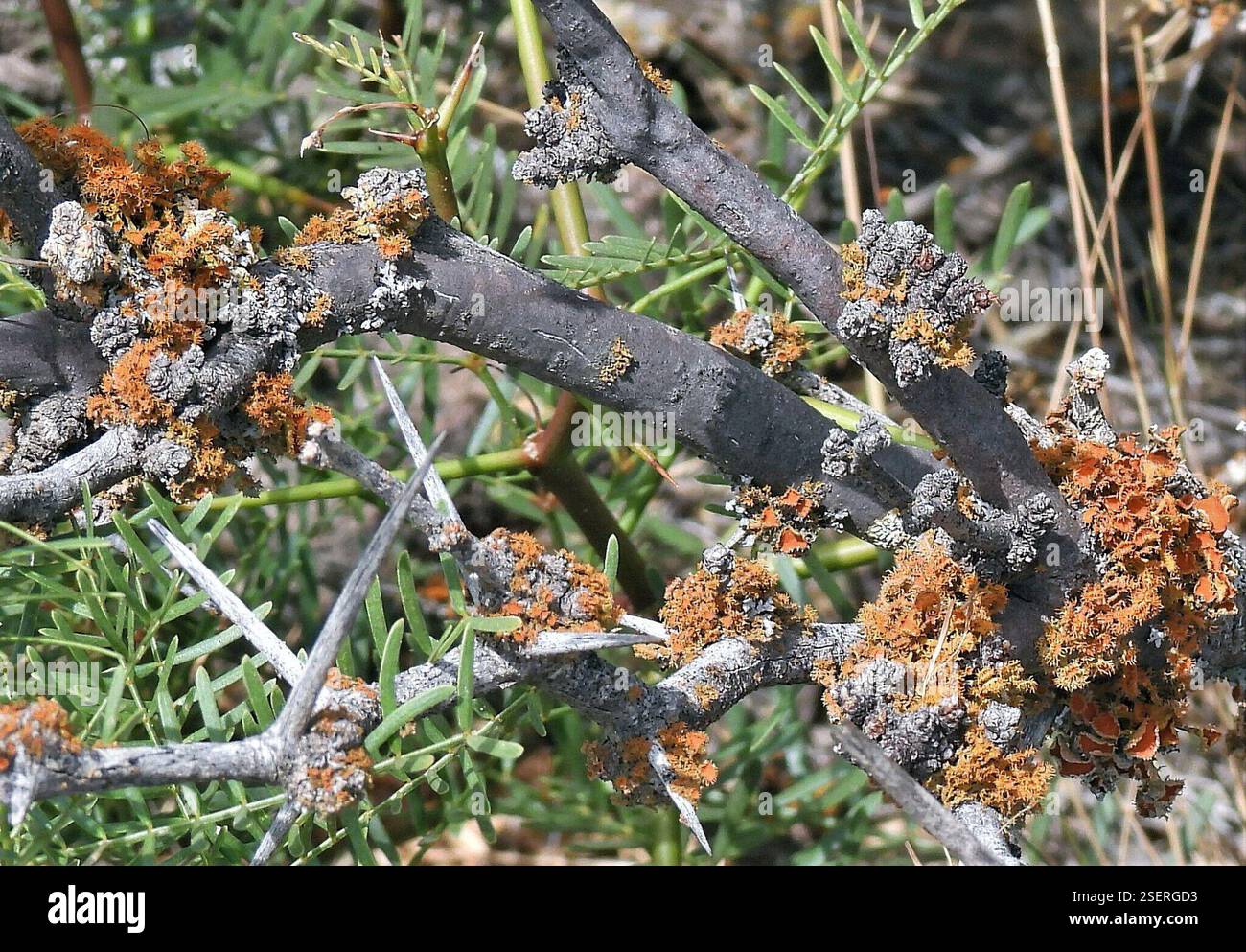 sunburst lichens, firedots, and allies (Teloschistaceae), Fungi, Rawson ...