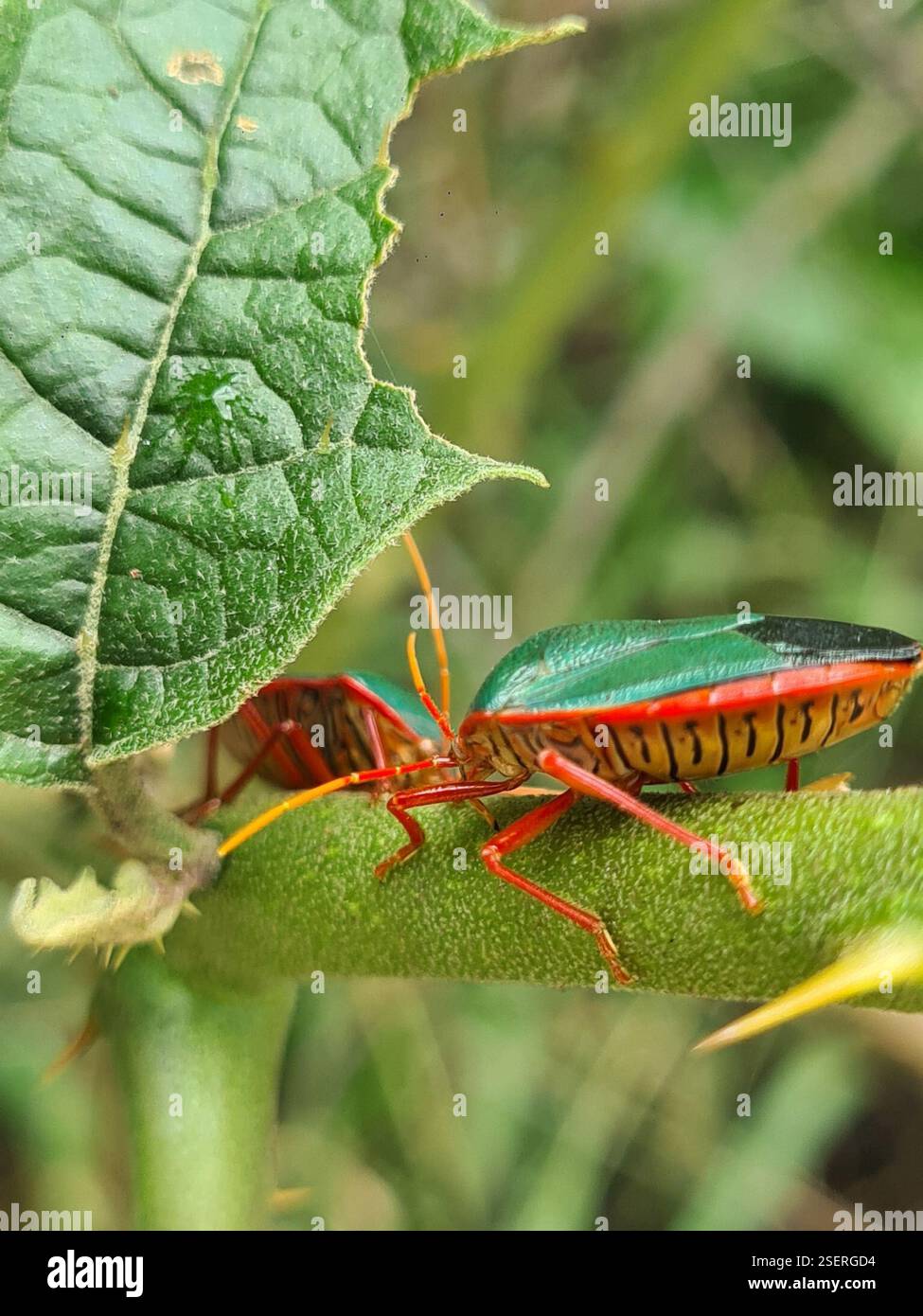 Red-bordered Stink Bug (Edessa rufomarginata), Insecta, Kwakoegron ...