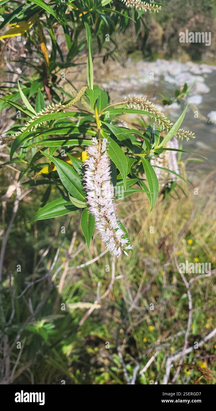 koromiko (Veronica salicifolia), Plantae, Ōkārito 7886, New Zealand ...