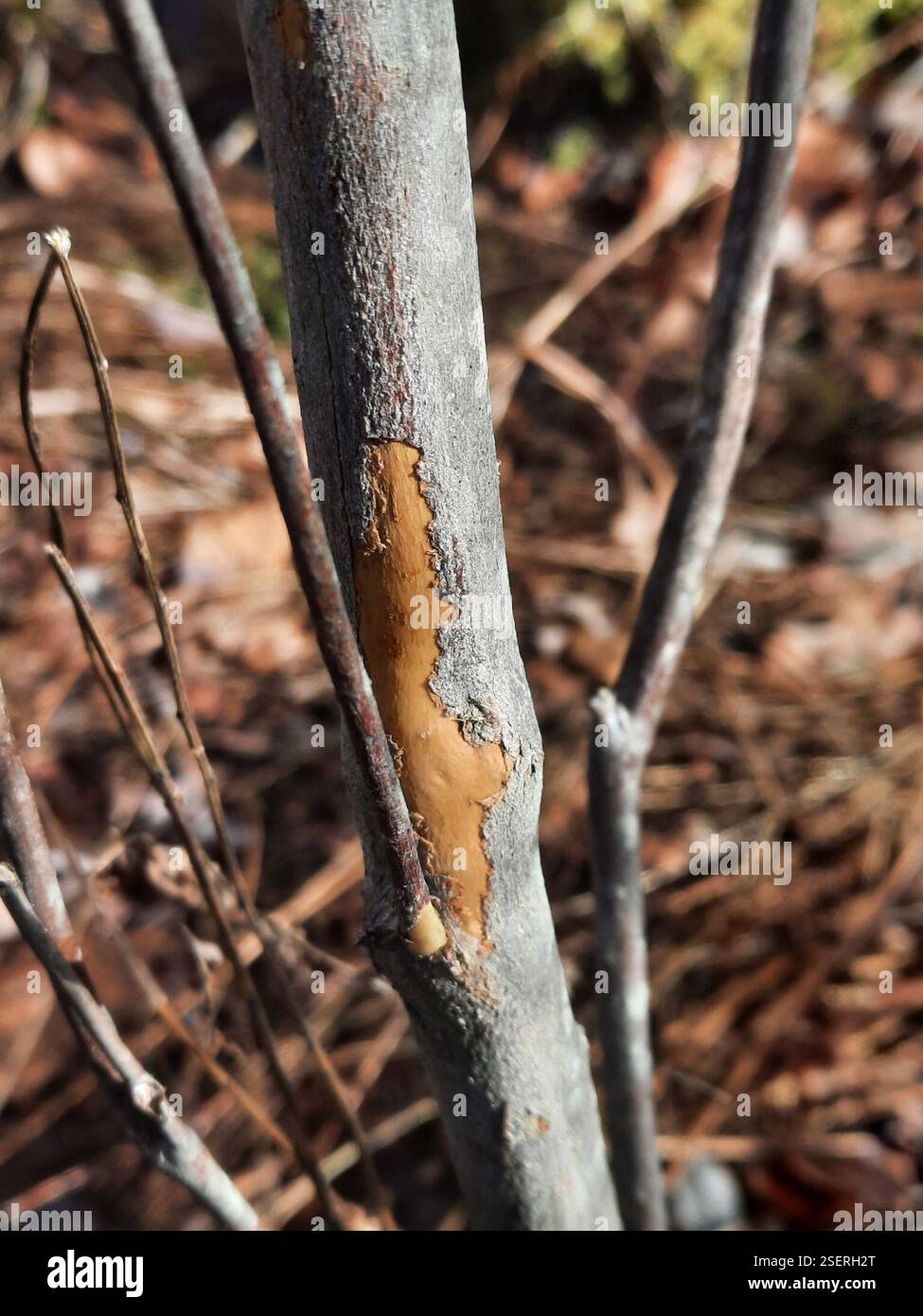 swamp azalea (Rhododendron viscosum), Plantae, Dutchess County, US-NY ...