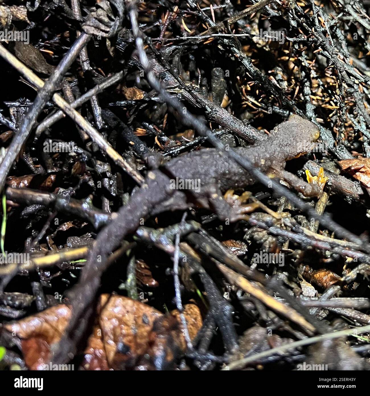 California Newt (Taricha torosa), Amphibia, Los Padres National Forest ...