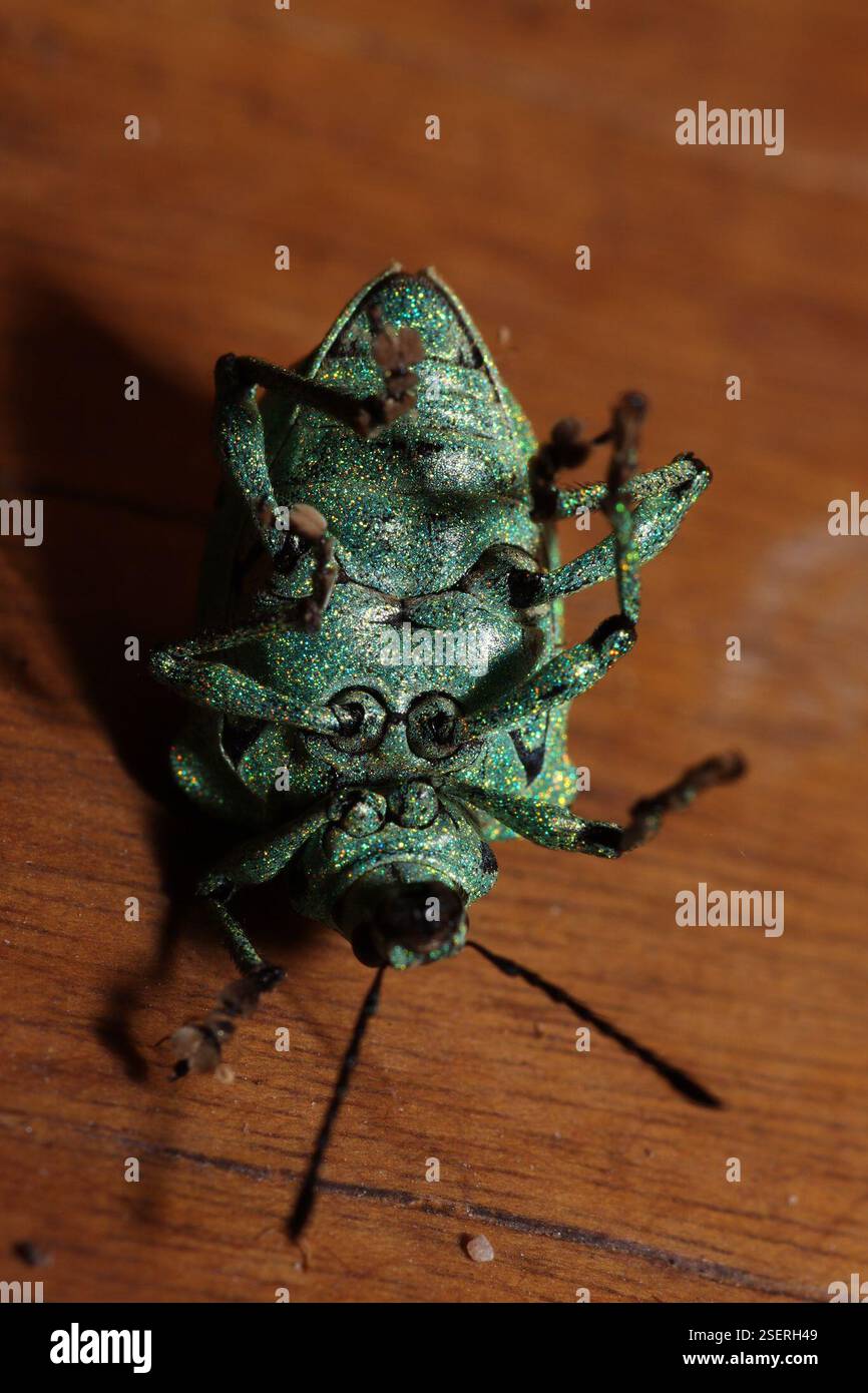 (Polyteles stevenii), Insecta, Araçariguama, SP, 18147-000, Brasil ...