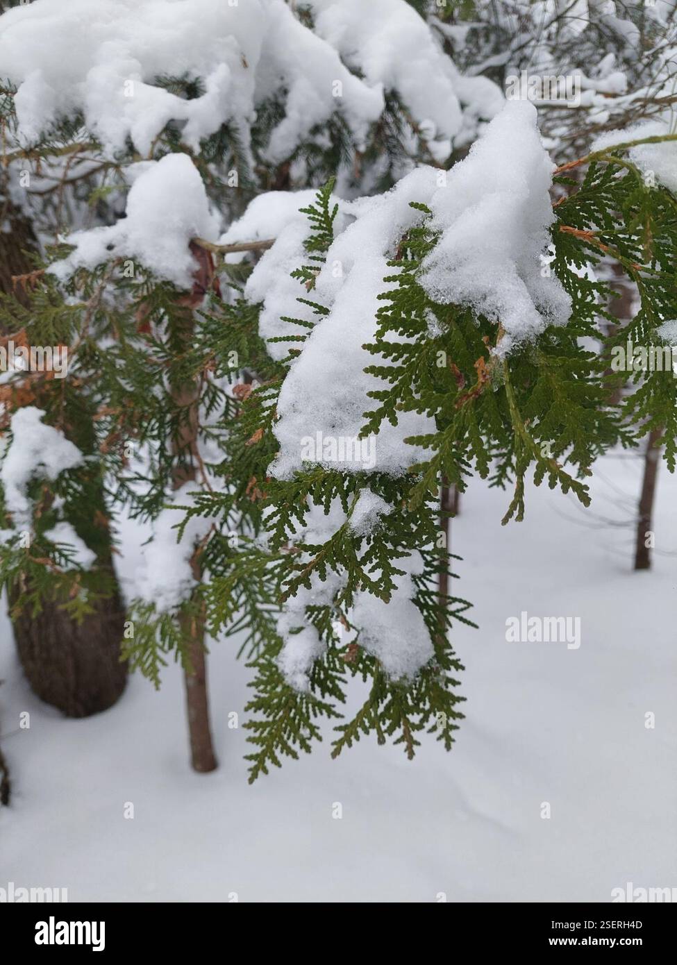 northern whitecedar (Thuja occidentalis), Plantae, Thessalon, ON P0R 1L0, Canada Stock Photo - Alamy