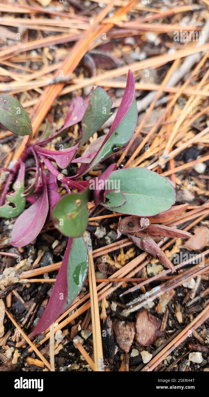 Bridges' penstemon (Penstemon rostriflorus), Plantae, Idyllwild-Pine ...