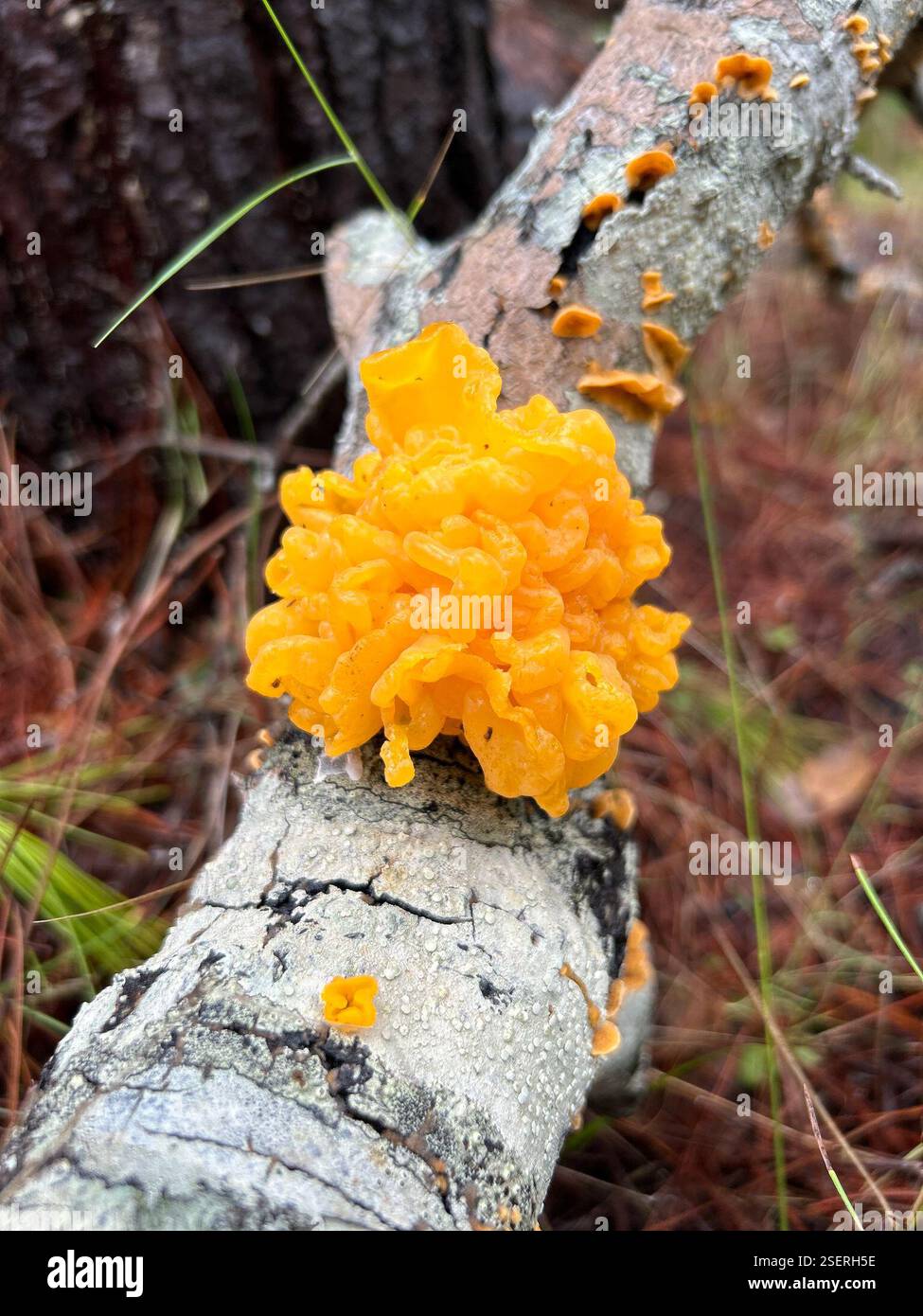 golden ear (Naematelia aurantia), Fungi, North Coast, Cambria, CA, US ...