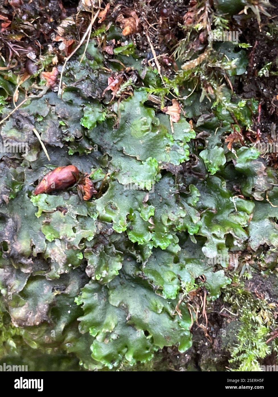 common pellia (Pellia epiphylla), Plantae, Borkel en Schaft ...