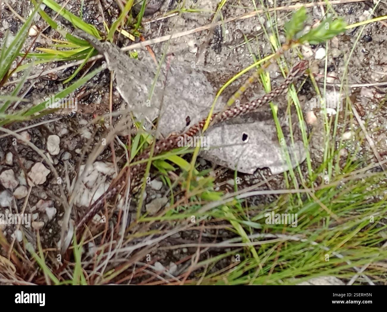 Corrego serpente hi-res stock photography and images - Alamy