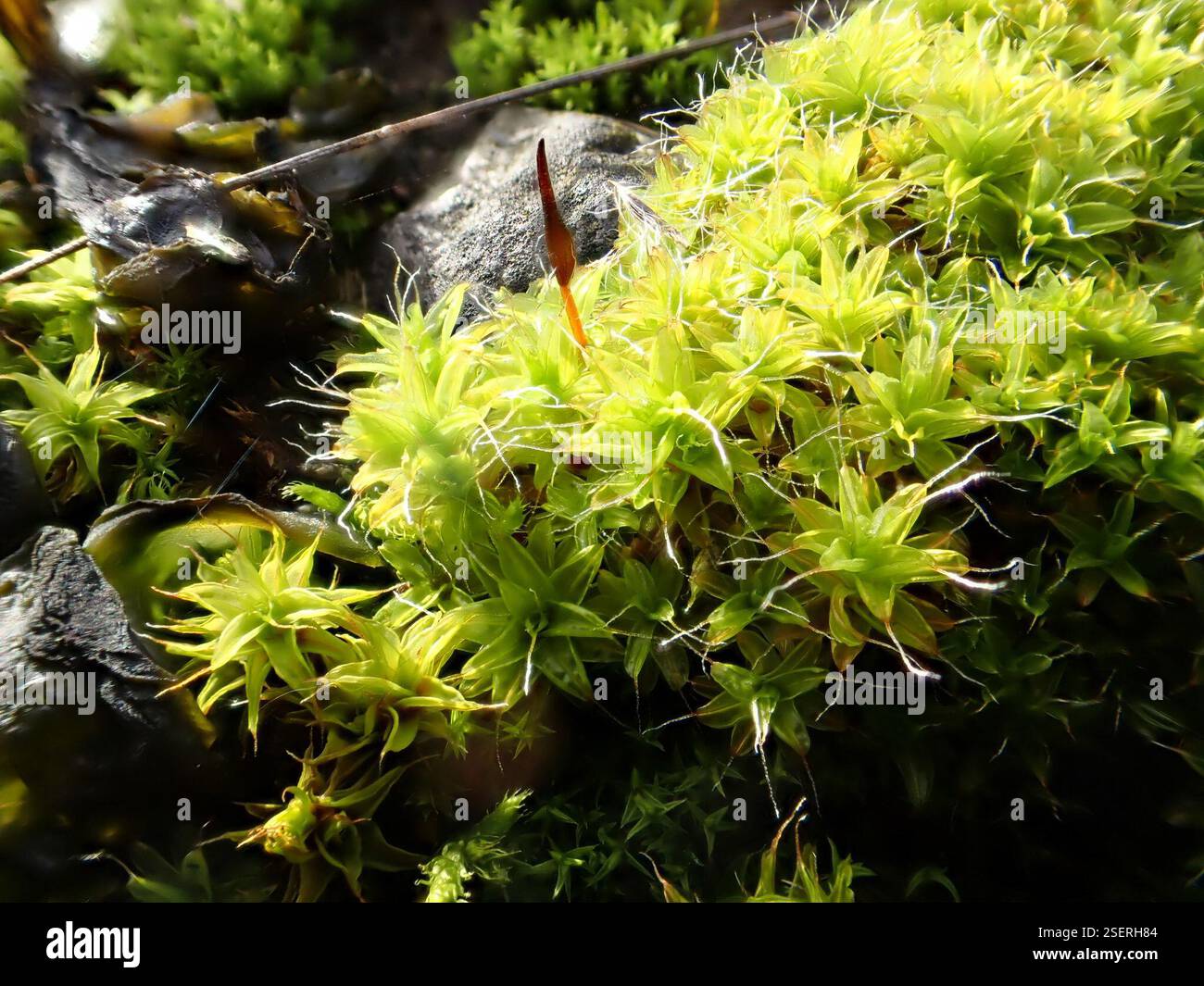 Star Moss (Syntrichia ruralis), Plantae, Nieuwpoortseweg, Goudriaan ...