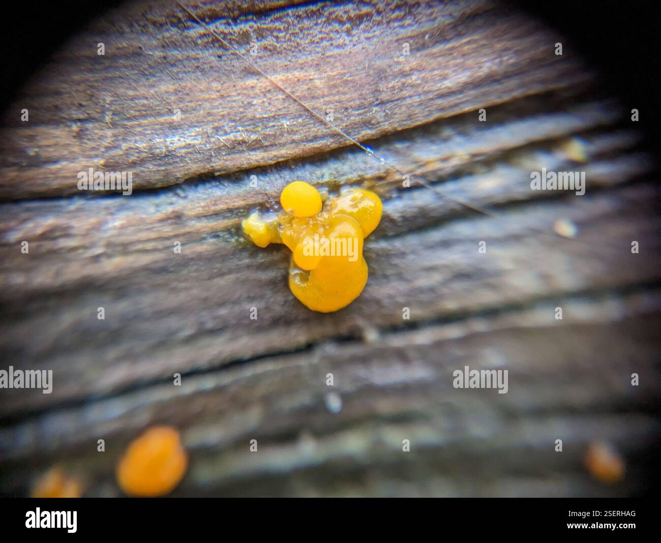 Jelly Spot Fungus (Dacrymyces stillatus), Fungi, West End, Vancouver ...