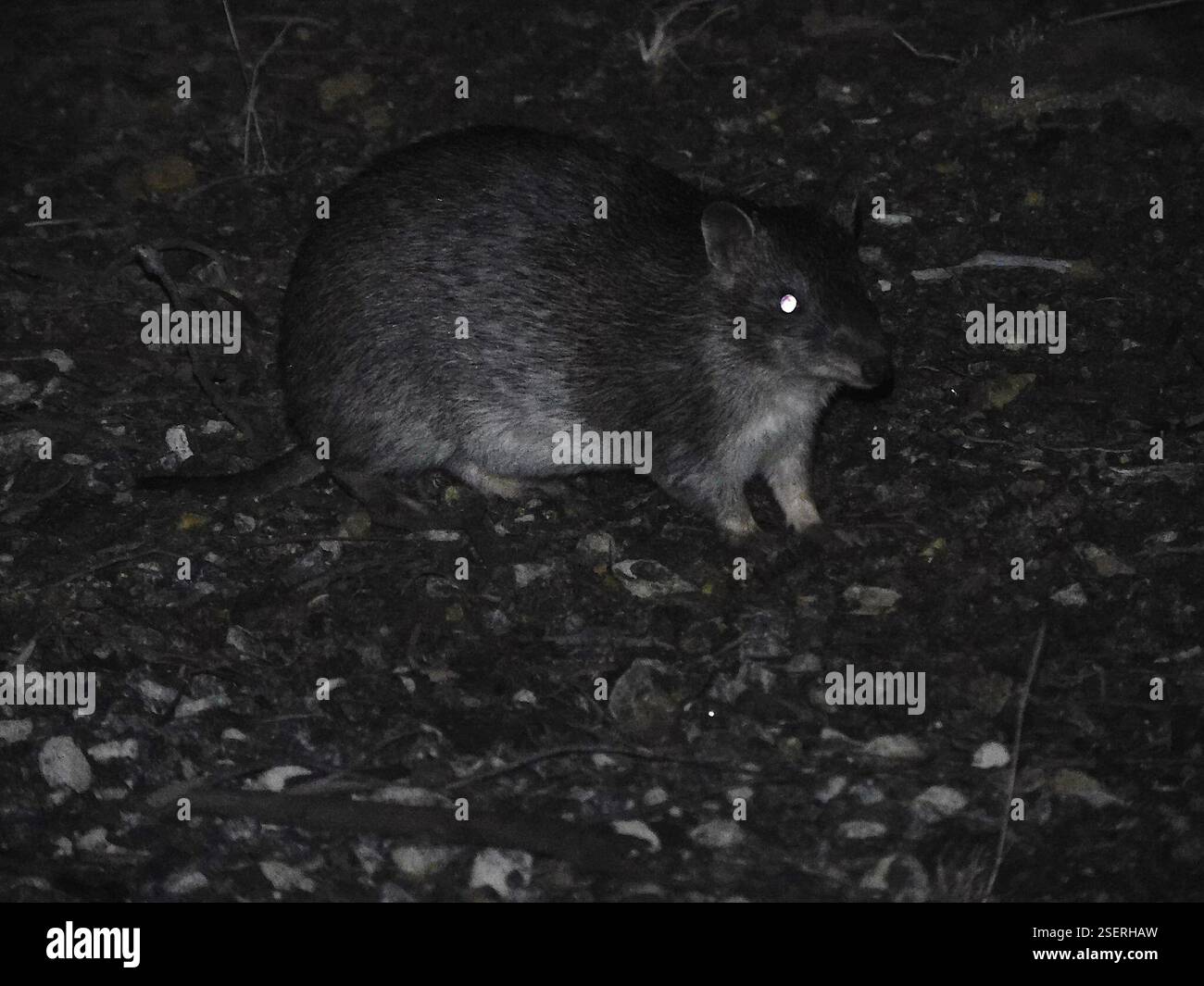 Southern Brown Bandicoot (Isoodon obesulus), Mammalia, Hobart TAS ...
