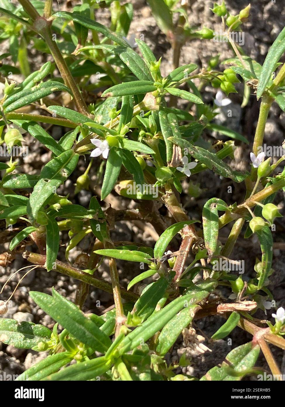 Old World Diamond Flower (Oldenlandia corymbosa), Plantae, Saint Peter ...