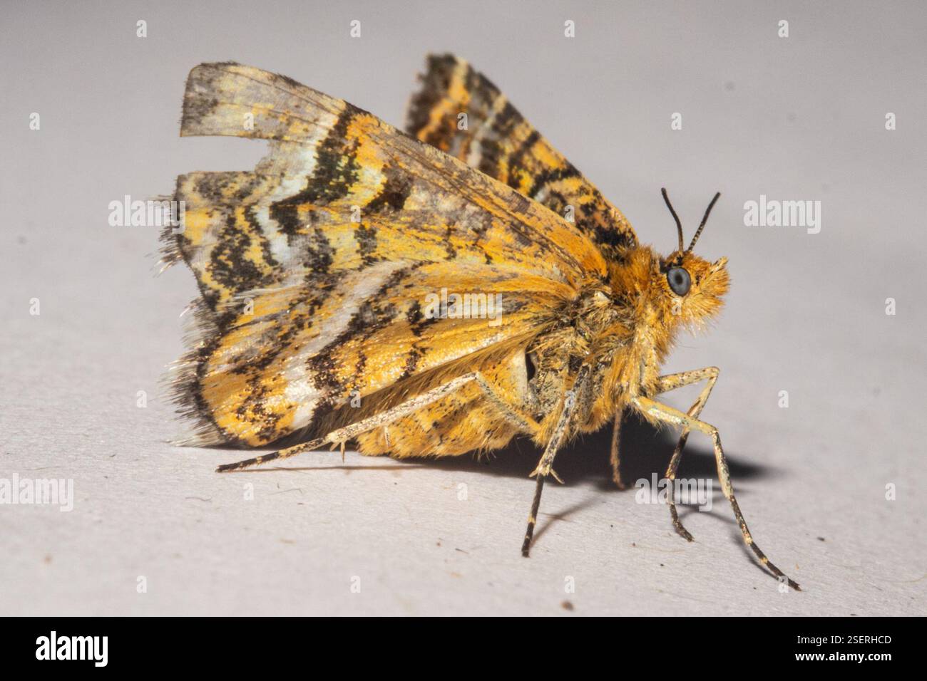 Black and Yellow Kelleria Looper (Notoreas mechanitis), Insecta ...