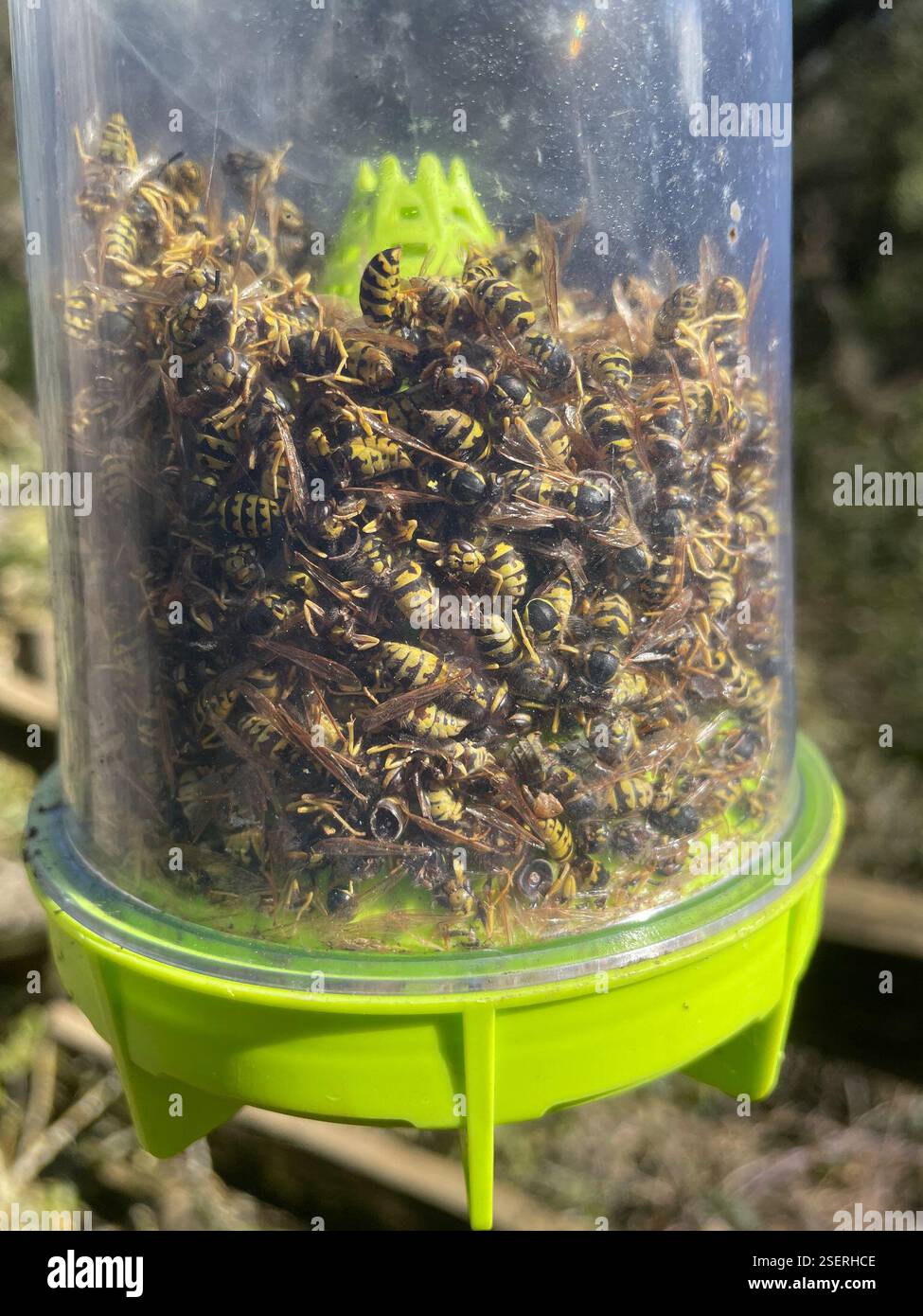Western Yellowjacket (Vespula pensylvanica), Insecta, Santa Clara ...