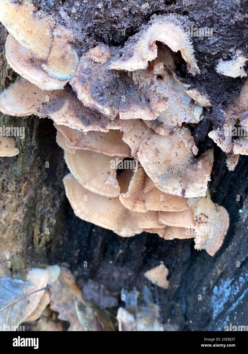 Trembling Crust (Merulius tremellosus), Fungi, Zoo of Bern, Berne, BE ...