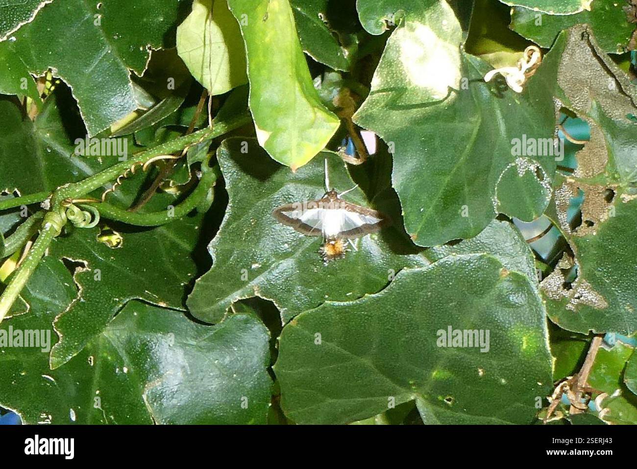 Cucumber Moth (Diaphania indica), Insecta, Seventeen Mile Rocks QLD ...