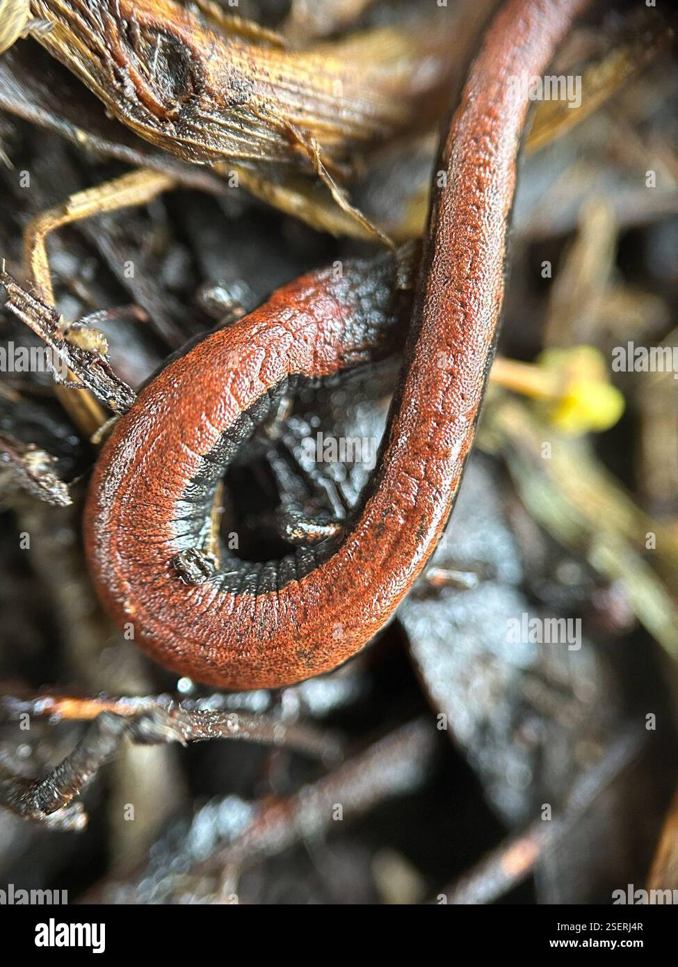 Black-bellied Slender Salamander (Batrachoseps nigriventris), Amphibia ...