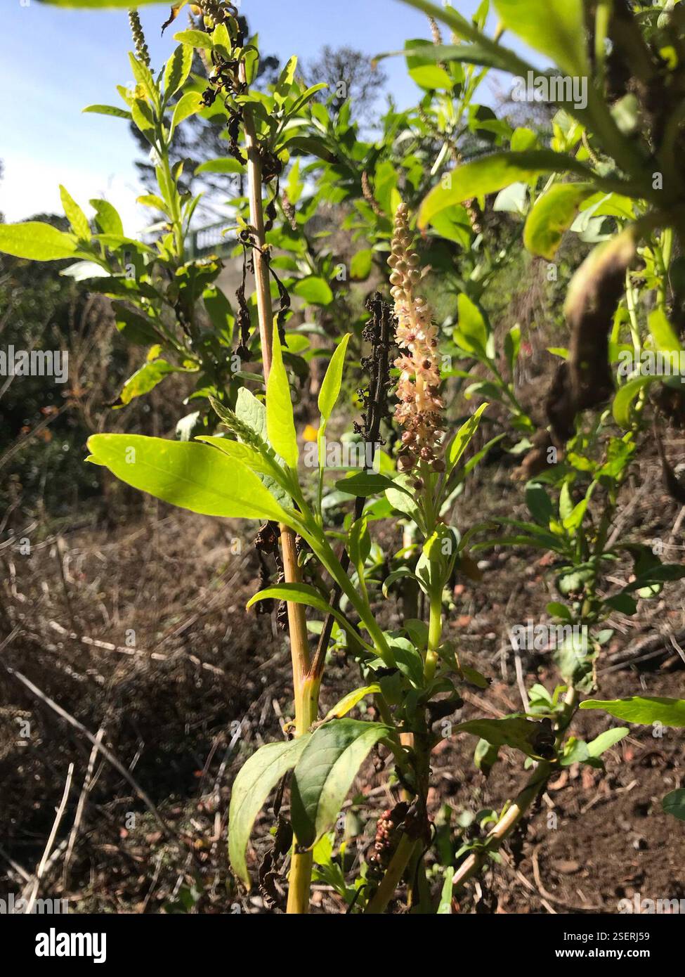 Mexican pokeweed (Phytolacca heterotepala), Plantae, Presidio of San ...