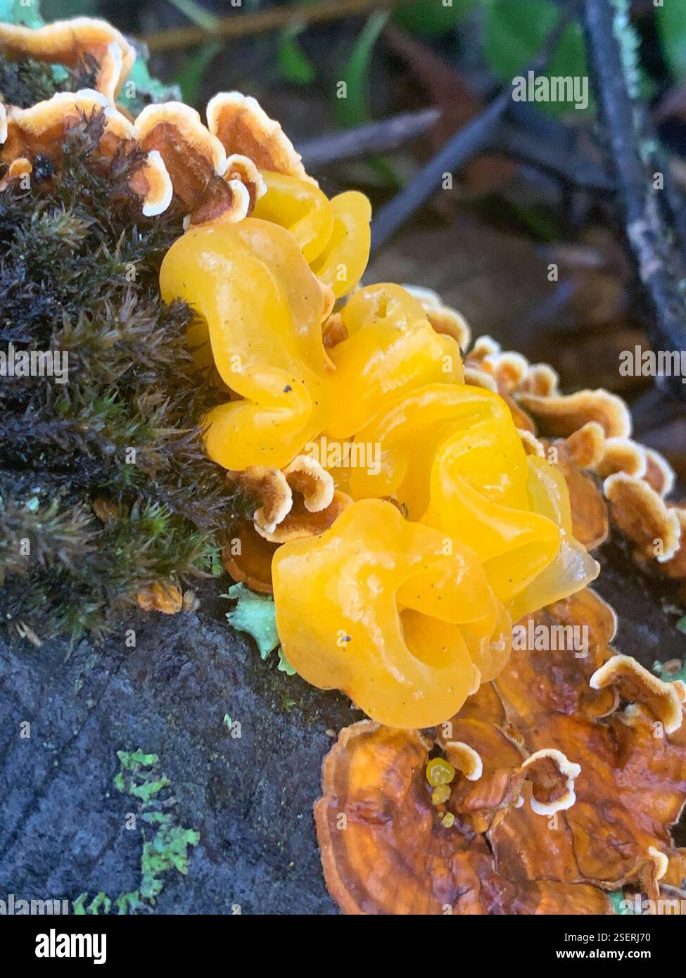 golden ear (Naematelia aurantia), Fungi, Hidden Falls Regional Park ...