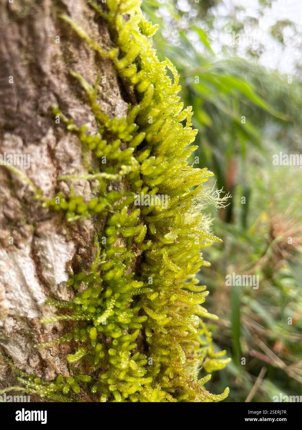 joint-toothed mosses (Bryopsida), Plantae, Salento, CO-QD, CO Stock ...