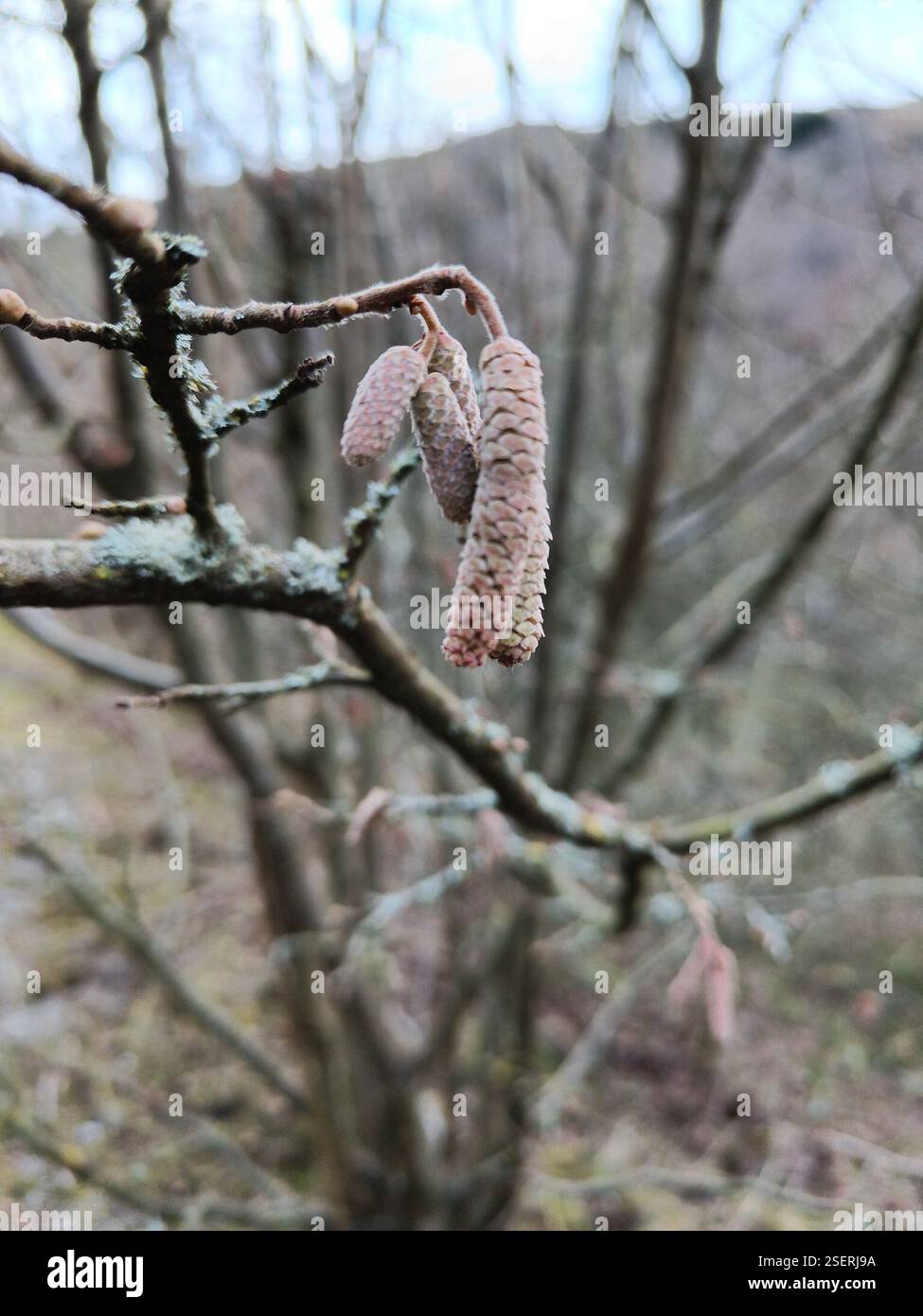 common hazel (Corylus avellana), Plantae, Denbighshire, Wales, GB Stock ...