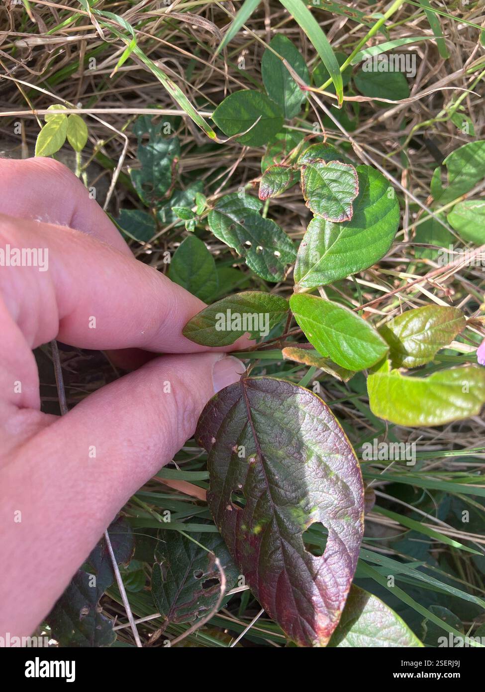 creeping beggarweed (Desmodium incanum), Plantae, Saint Peter, MS Stock ...